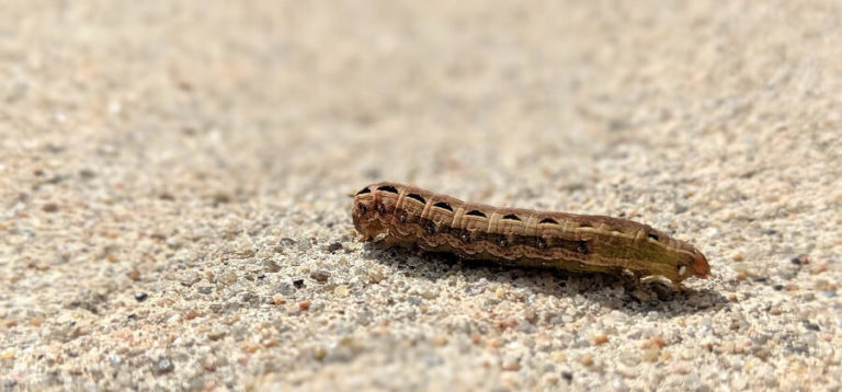 How To Identify And Get Rid Of Garden Pests Sefton Meadows Blog