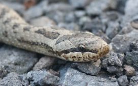 UK Snake Identification Guide - Sefton Meadows Blog