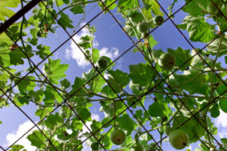 Adding Trellis To Existing Fence - Sefton Meadows Blog