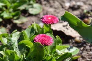 The 10 Best Spring Bedding Plants - Sefton Meadows Blog