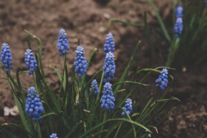 The 10 Best Spring Bedding Plants - Sefton Meadows Blog