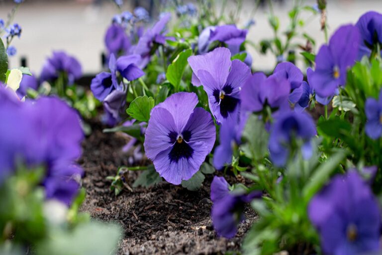 The 10 Best Spring Bedding Plants - Sefton Meadows Blog