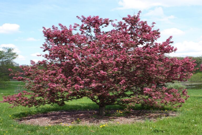 The 15 Best Trees for Garden Privacy - Sefton Meadows Blog