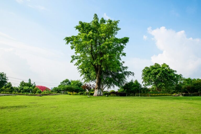 The Best Small Trees with Non-Invasive Roots For Your Garden - Sefton ...