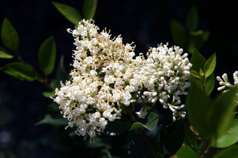 The 15 Best Trees for Garden Privacy - Sefton Meadows Blog