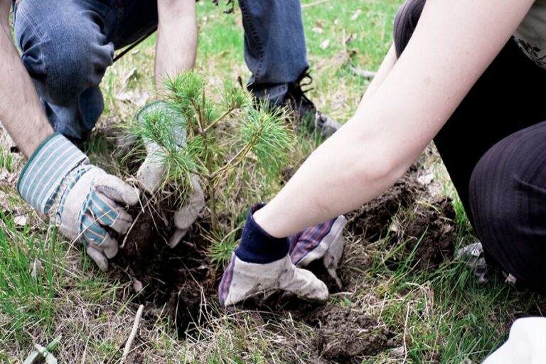 How to Get Rid of Weeds in your Garden - Sefton Meadows Blog