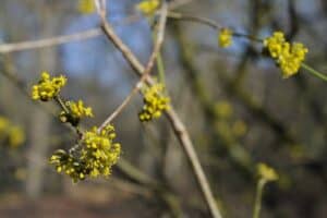 The Best Small Trees with Non-Invasive Roots For Your Garden - Sefton ...