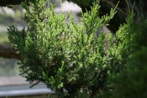The Best Small Trees with Non-Invasive Roots For Your Garden - Sefton ...
